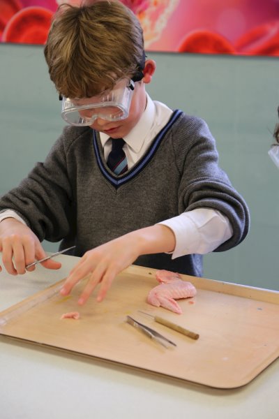Year 4 Conduct Their First Dissection | News | Hazlegrove School