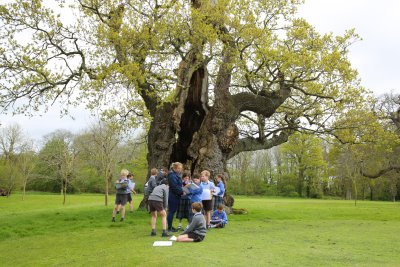 The King John Oak at Hazlegrove Makes Tree of the Year Shortlist | News ...